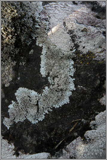 Irish lichens - Physcia clementei