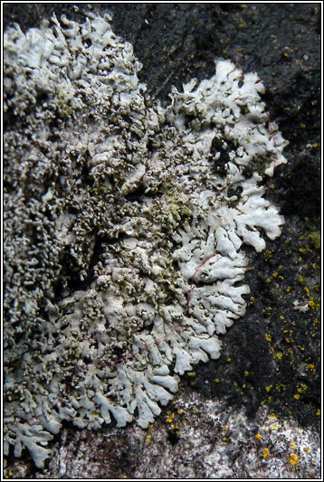 Irish lichens - Physcia clementei