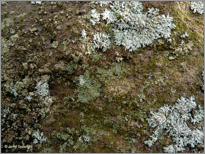 Irish lichens - unidentified