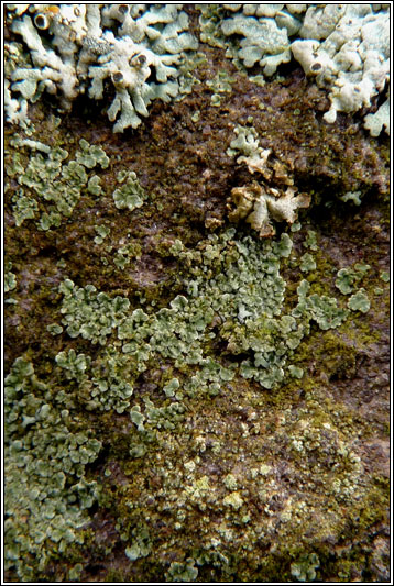Irish lichens - unidentified