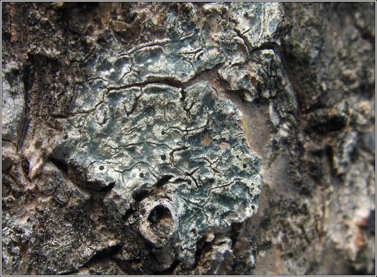 Irish lichens - Lecidella elaeochroma