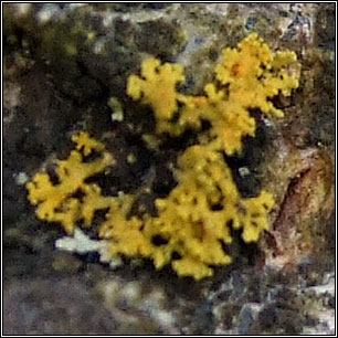 Irish lichens - Xanthoria sp