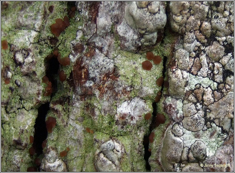Irish lichens - Bacidia rubella