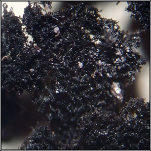 Irish lichens - Spilonema paradoxum