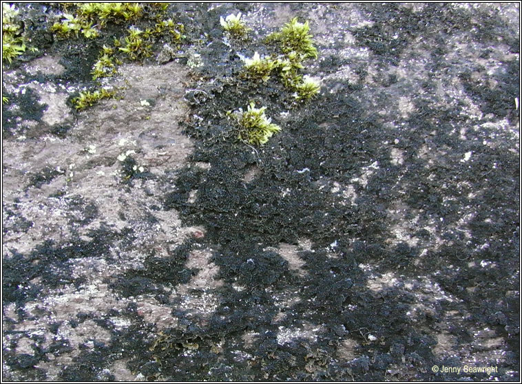 Irish lichens - Spilonema paradoxum