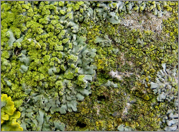 Irish lichens