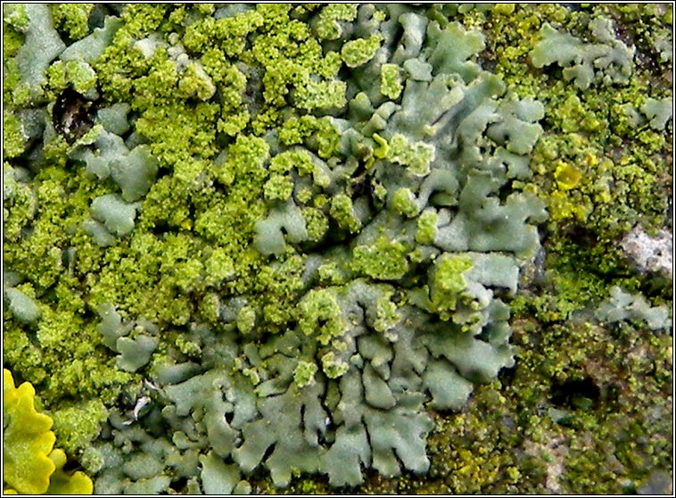 Irish lichens