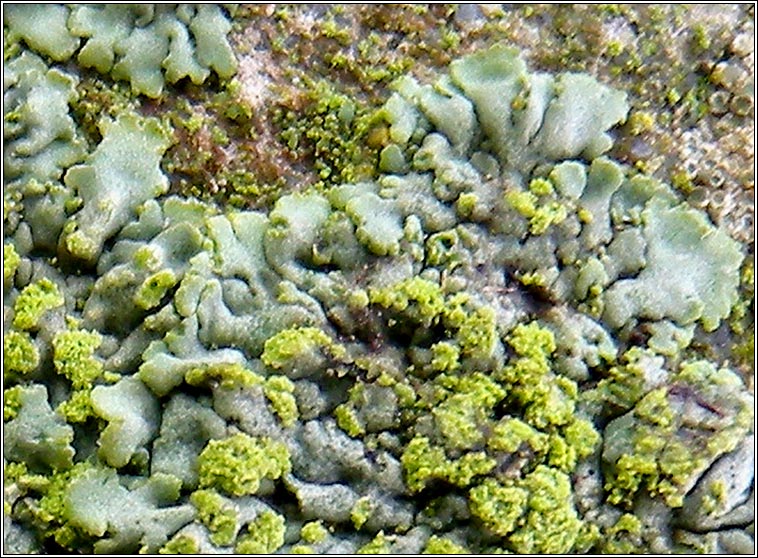 Irish lichens