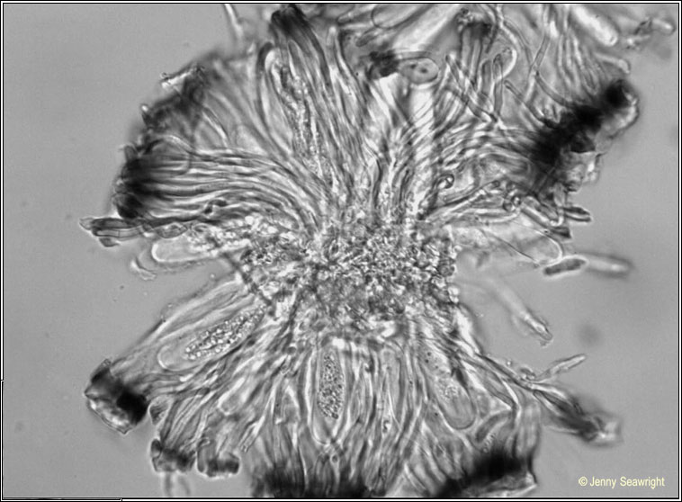 Irish lichens - Collema multipartitum