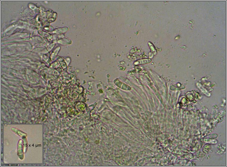 Irish lichens - Lecania naegelii