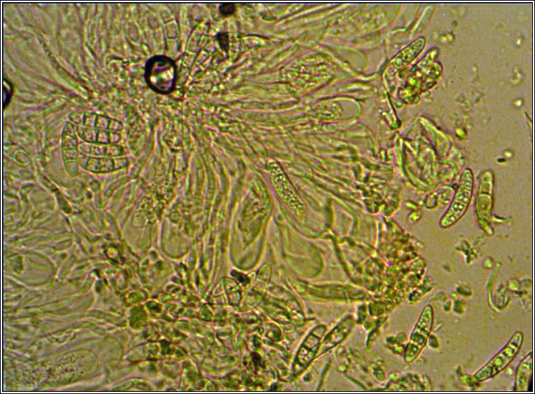 Irish lichens - Lecania naegelii