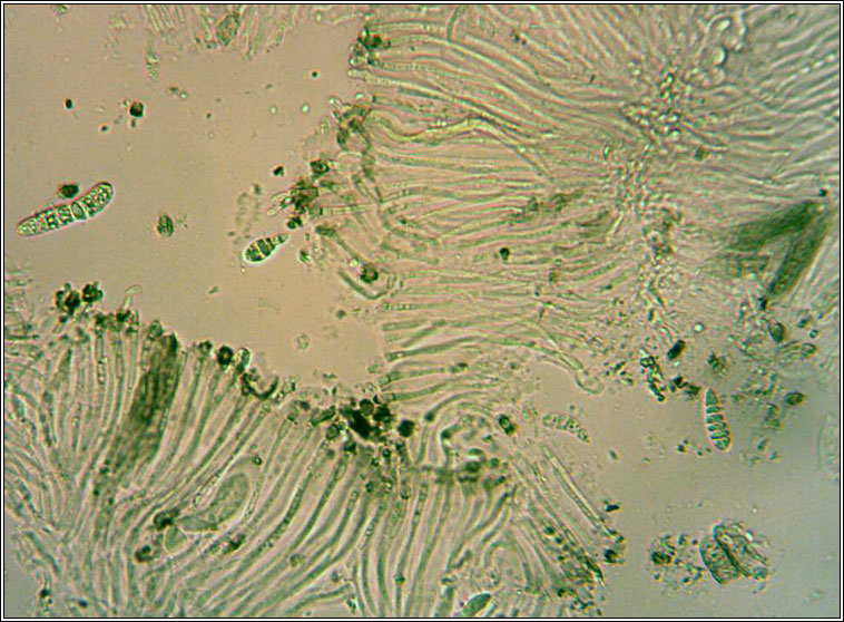 Irish lichens - Graphis scripta